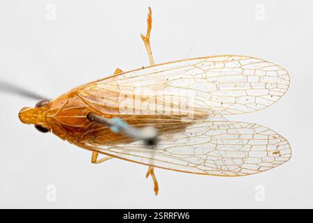 (Dictyophara beebei), Insecta, Cuyuni-Mazaruni, Guyana, This is a ...