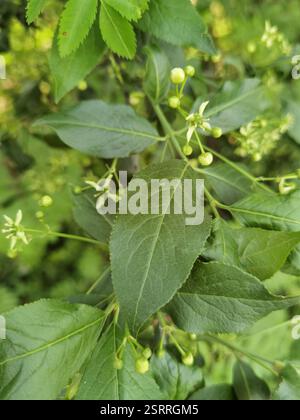 Spindle (Euonymus europaeus), Plantae, Northeim, Deutschland, spindle ...
