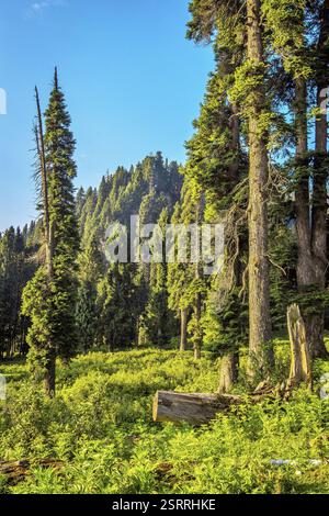 Meadows and pine trees, Doodhpathri, Budgam, Kashmir, Union Territory ...