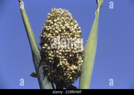 Jawar crop full of grains, Theur, District Pune, Maharashtra, India ...