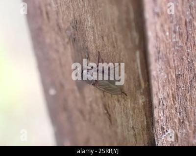 Cluster Flies (Pollenia), Insecta, Tartu, Estonia Stock Photo - Alamy