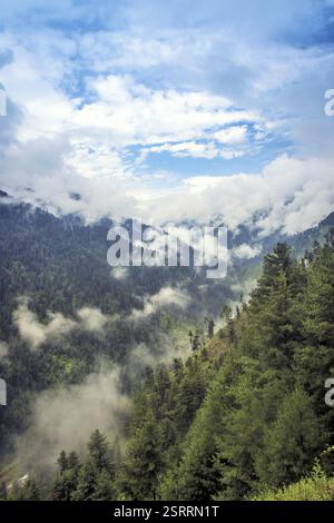 Valley and pine trees, Doodhpathri, Budgam, Kashmir, India, Asia Stock ...