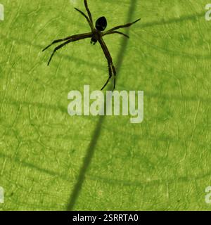 Typical Spiders (Araneomorphae), Arachnida, British Indian Ocean ...