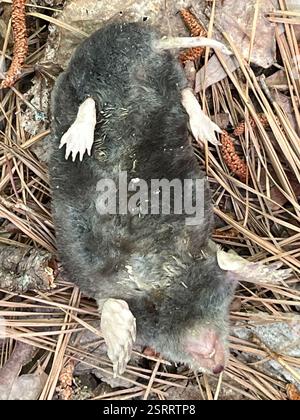 Eastern Mole (Scalopus aquaticus), North America Stock Photo - Alamy