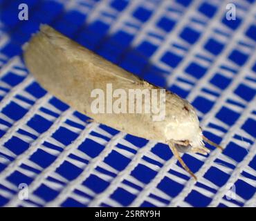 (Earias), Insecta, Route Cotiere de Safi, Ounagha, Marrakesh-Safi, MA ...
