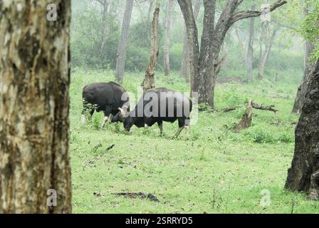 Gaur or Indian Bison, Kabini, Kharapur, Nagarahole range, Karnataka ...