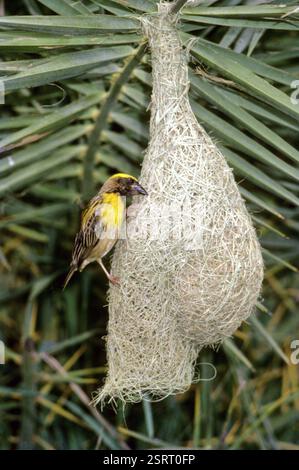 Baya Weaver bird building a nest Stock Photo - Alamy