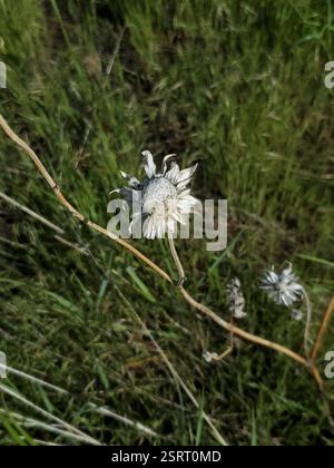 (Asteroideae), Plantae, Fergus, Montana, United States Stock Photo - Alamy