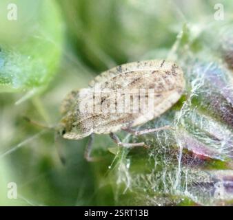 (Tingis ampliata), Insecta, Nationaal Park De Biesbosch, Werkendam ...