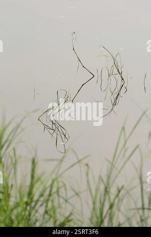 Twigs reflection in water Ghadoi Valsad Gujarat India Asia Stock Photo ...