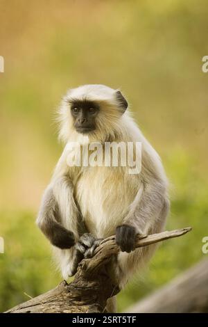 Common Langur Presbytis entellus, Ranthambore National Park, Rajasthan ...