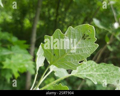 Aphids (Aphididae), Insecta, 72309 Tauragė, Lietuva Stock Photo - Alamy