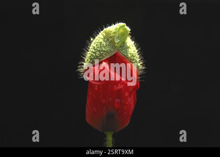 Bud of poppy about to open, Jodhpur, Rajasthan, India, Asia Stock Photo ...