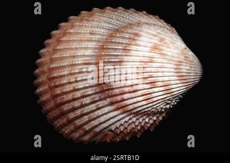 Seashell Cockle, India, Asia Stock Photo - Alamy