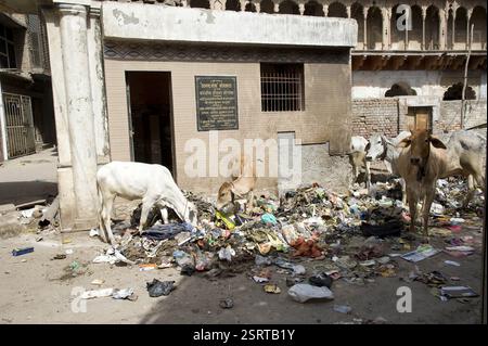 Cow eating garbage, mathura, uttar pradesh, india, asia Stock Photo - Alamy
