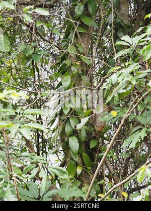 (Vanilla somae), Plantae, Taiwan Stock Photo - Alamy