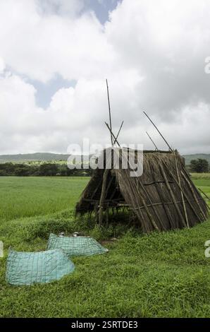 Thatched hut in paddy field, sindhudurg, Maharashtra, India, Asia Stock ...