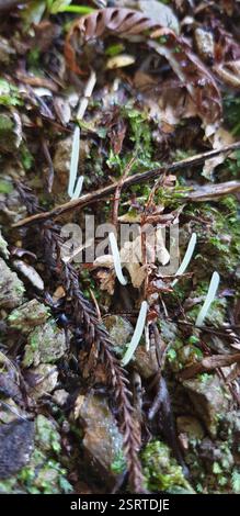 Clubs and Corals (Clavulinopsis), Fungi, Upper Hutt, NZ-WG, NZ ...