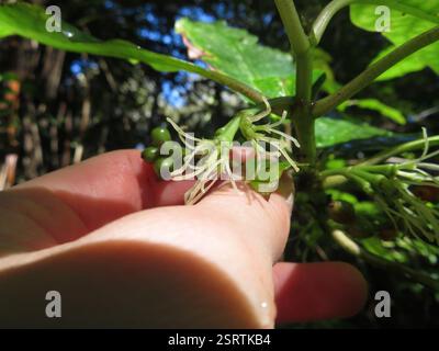 Kanono (Coprosma grandifolia), Plantae, Carterton 5791, New Zealand ...