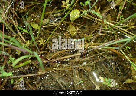 Hong Kong Rice-paddy Frog (Fejervarya multistriata) Amphibia Stock ...