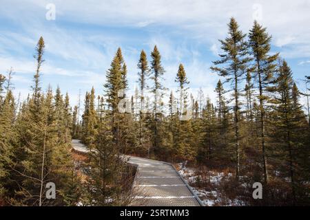 Boardwalk in Big Bog State Recreation Area with stunted Black Spruce ...