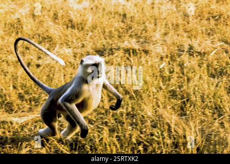 Langur Monkey, Tadoba Wildlife Sanctuary, Chandrapur, Maharashtra ...