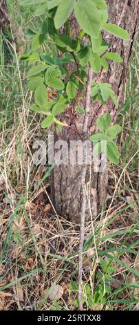 Cinnamon Rose (Rosa cinnamomea), Plantae, г. Снежинск, Челябинская обл ...
