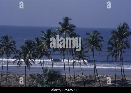 View of palm trees on harmal beach in Goa, India Stock Photo - Alamy