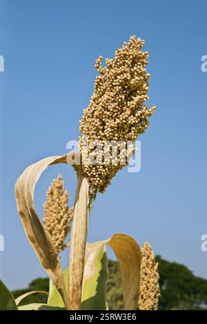 Cholam great millet (Sorghum bicolor) Tamil Nadu, South India, India ...