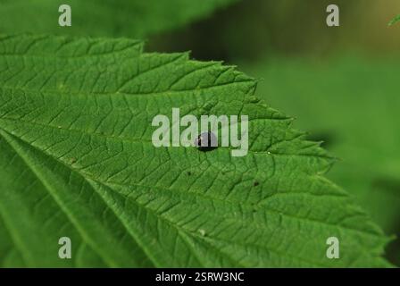 Hairy Flea Beetles (Epitrix), Insecta, Dekalb County, MO, USA Stock ...