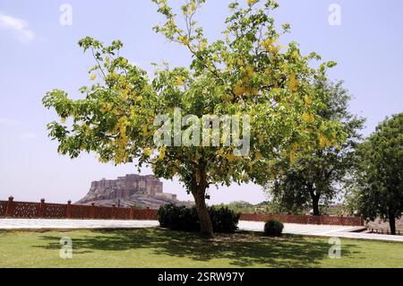 Palash, tree, Jodhpur, Rajasthan, India, Asia Stock Photo - Alamy