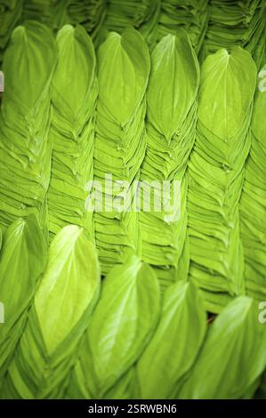 Betel leaves, India, Asia Stock Photo - Alamy
