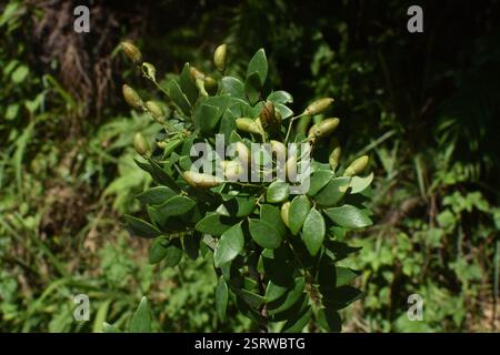 Red Leaf of Autumn (Rourea microphylla), Plantae, 中国广东省珠海市香洲区 Stock ...
