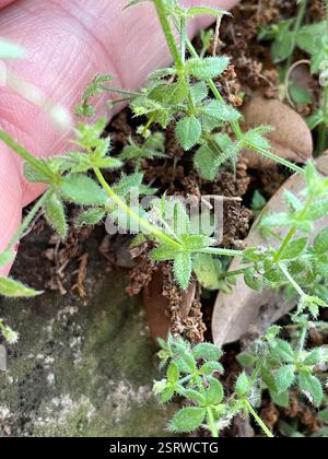Texas bedstraw (Galium texense), Plantae, Temple, TX, US Stock Photo ...