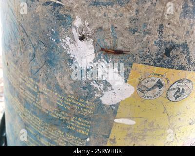 (Proreus simulans), Insecta, Northern Negros Natural Park, Talisay City ...