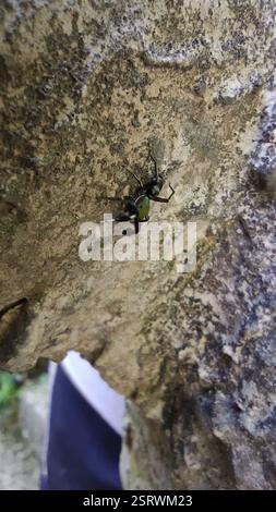 (Siler cupreus), Arachnida, 中国江西省上饶市婺源县 Stock Photo - Alamy