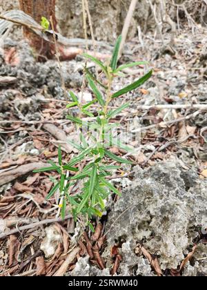 pineland croton (Croton linearis), Plantae, Cayman Brac, KY Stock Photo ...