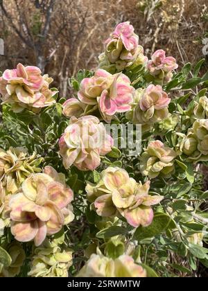 Hopsage (Grayia spinosa), Plantae, South Richland, Richland, WA, USA ...