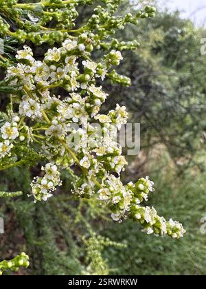 chamise (Adenostoma fasciculatum), Plantae, Whiting Ranch Wilderness ...