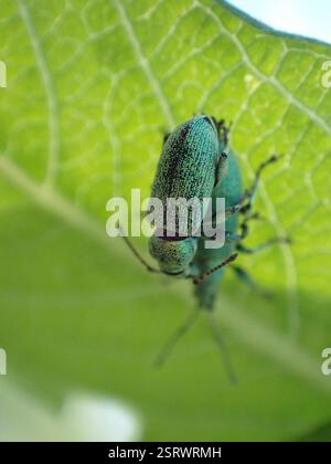 (Phyllobius maculicornis), Insecta, Tartu, Estonia Stock Photo - Alamy