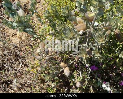 Satin bush (Podalyria sericea) Plantae Stock Photo - Alamy