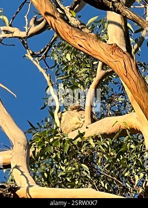 Koala (Phascolarctos cinereus), Mammalia, Mount Simpson Trl, Bucketty ...