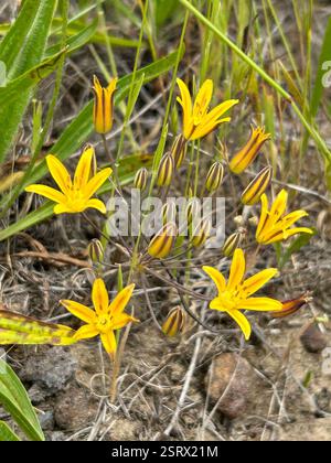 dwarf goldenstar (Bloomeria humilis), Plantae, California, US Stock ...
