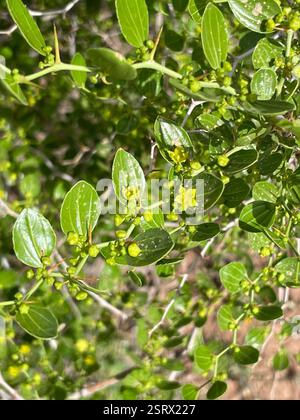 Lotus of the Lotophages (Ziziphus lotus Stock Photo - Alamy