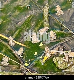 Western Toad (Anaxyrus boreas) Amphibia Stock Photo - Alamy