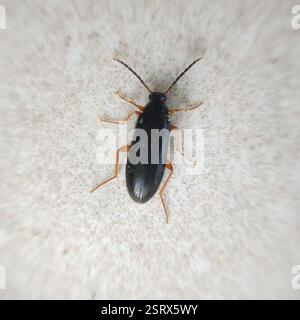 (Mycetochara), Insecta, Kosanin dol, Pancharevo, Bulgaria Stock Photo ...