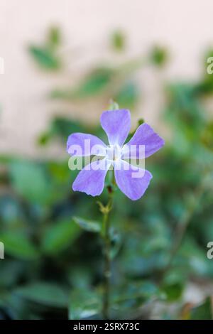 beautiful spring blue periwinkle and easter eggs Stock Photo - Alamy
