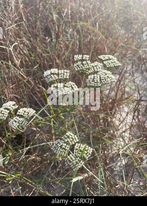 Squareflower (Paronychia erecta), Plantae, United States Stock Photo ...