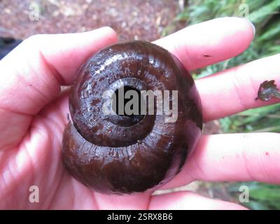 Mollusca, New Zealand Stock Photo - Alamy