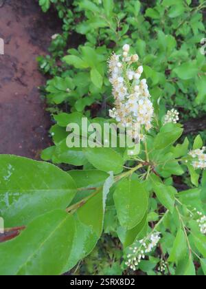 chokecherry (Prunus virginiana), Plantae, Jefferson County, CO, USA ...